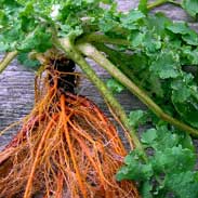 Richard Whelan ~ Medical Herbalist ~ Celandine