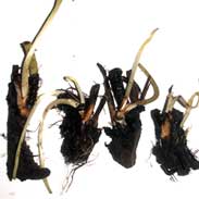 Richard Whelan ~ Medical Herbalist ~ Comfrey Root