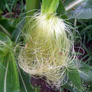 Richard Whelan ~ Medical Herbalist ~ Cornsilk