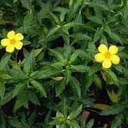 Richard Whelan ~ Medical Herbalist ~ Damiana