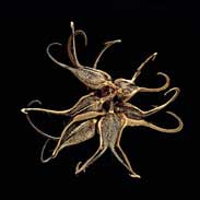 Richard Whelan ~ Medical Herbalist ~ Devil's Claw