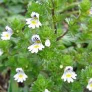 Richard Whelan ~ Medical Herbalist ~ Eyebright