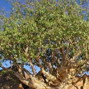 Richard Whelan ~ Medical Herbalist ~ Myrrh