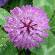 Richard Whelan ~ Medical Herbalist ~ Red Clover