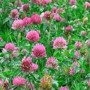Richard Whelan ~ Medical Herbalist ~ Red Clover