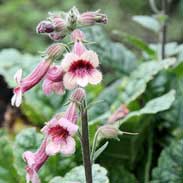 Richard Whelan ~ Medical Herbalist ~ Rehmania