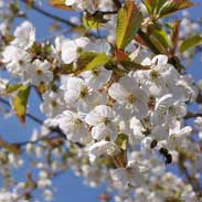 Richard Whelan ~ Medical Herbalist ~ Wild Cherry