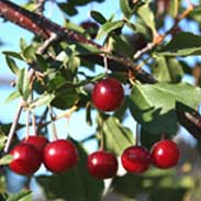 Richard Whelan ~ Medical Herbalist ~ Wild Cherry