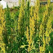 Richard Whelan ~ Medical Herbalist