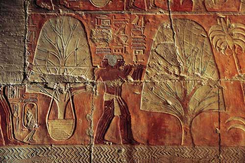 Richard Whelan ~ Medical Herbalist ~ Myrrh