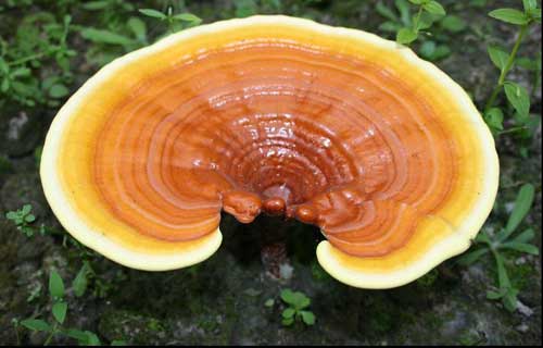 Richard Whelan ~ Medical Herbalist ~ Reishi