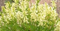 Richard Whelan ~ Medical Herbalist ~ Astragalus
