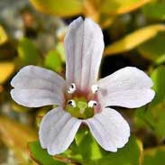 Richard Whelan ~ Medical Herbalist