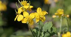 Richard Whelan ~ Medical Herbalist ~ Celandine