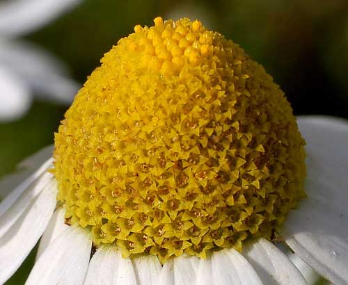 Richard Whelan ~ Medical Herbalist ~ Chamomile