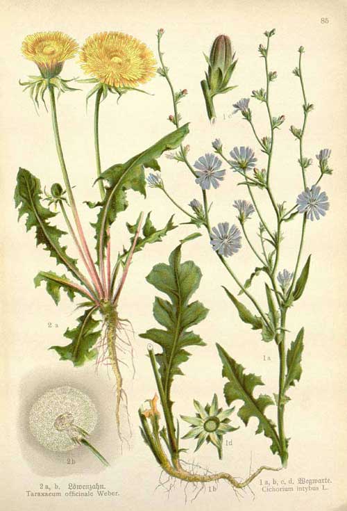 Richard Whelan ~ Medical Herbalist ~ Dandelion