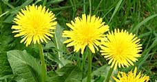 Richard Whelan ~ Medical Herbalist ~ Dandelion