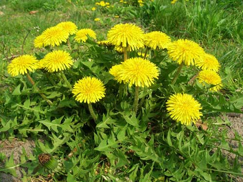 Richard Whelan ~ Medical Herbalist ~ Dandelion