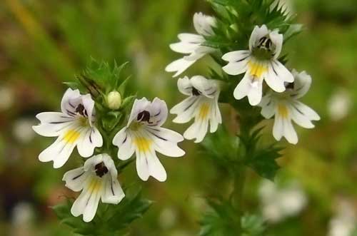 Richard Whelan ~ Medical Herbalist ~ Eyebright