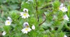 Richard Whelan ~ Medical Herbalist ~ Eyebright
