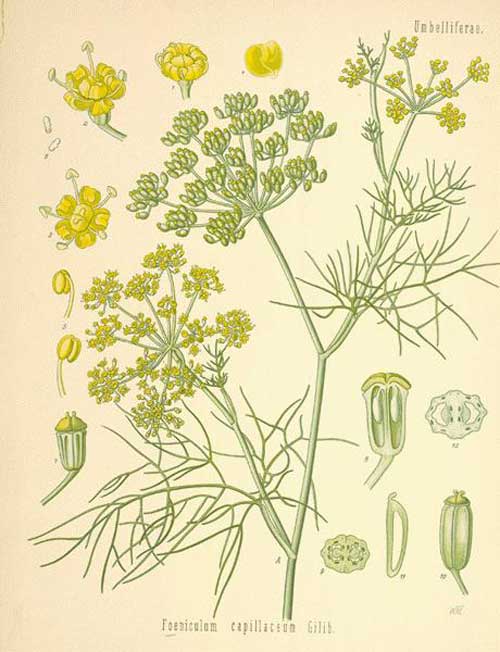 Richard Whelan ~ Medical Herbalist ~ Fennel