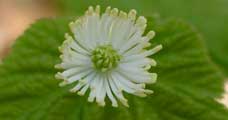 Richard Whelan ~ Medical Herbalist ~ Goldenseal