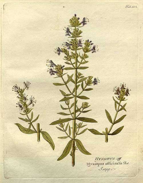 Richard Whelan ~ Medical Herbalist ~ Hops