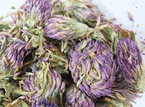 Richard Whelan ~ Medical Herbalist ~ Red Clover