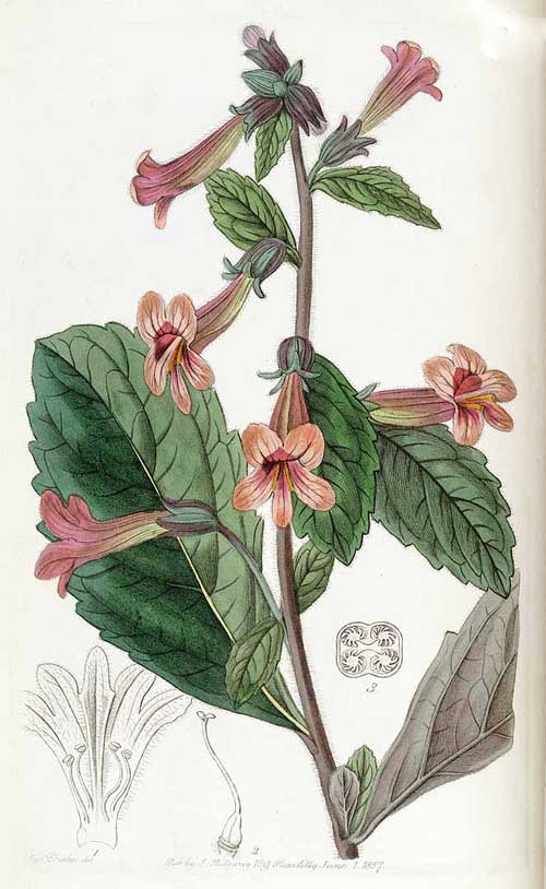 Richard Whelan ~ Medical Herbalist ~ Rehmania