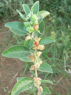 Richard Whelan ~ Medical Herbalist ~ Withania