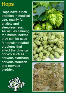 Richard Whelan ~ Medical Herbalist ~ Valerian