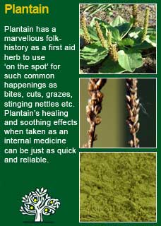 Richard Whelan ~ Medical Herbalist ~ Comfrey Root